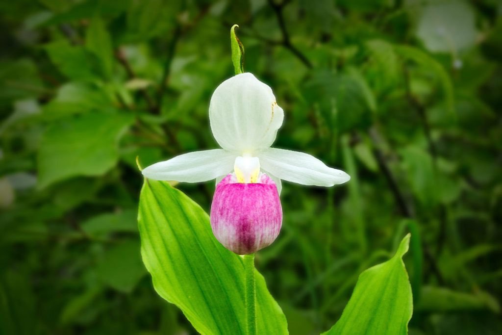 New Jersey Audubon | Inspiring People to Care for Nature