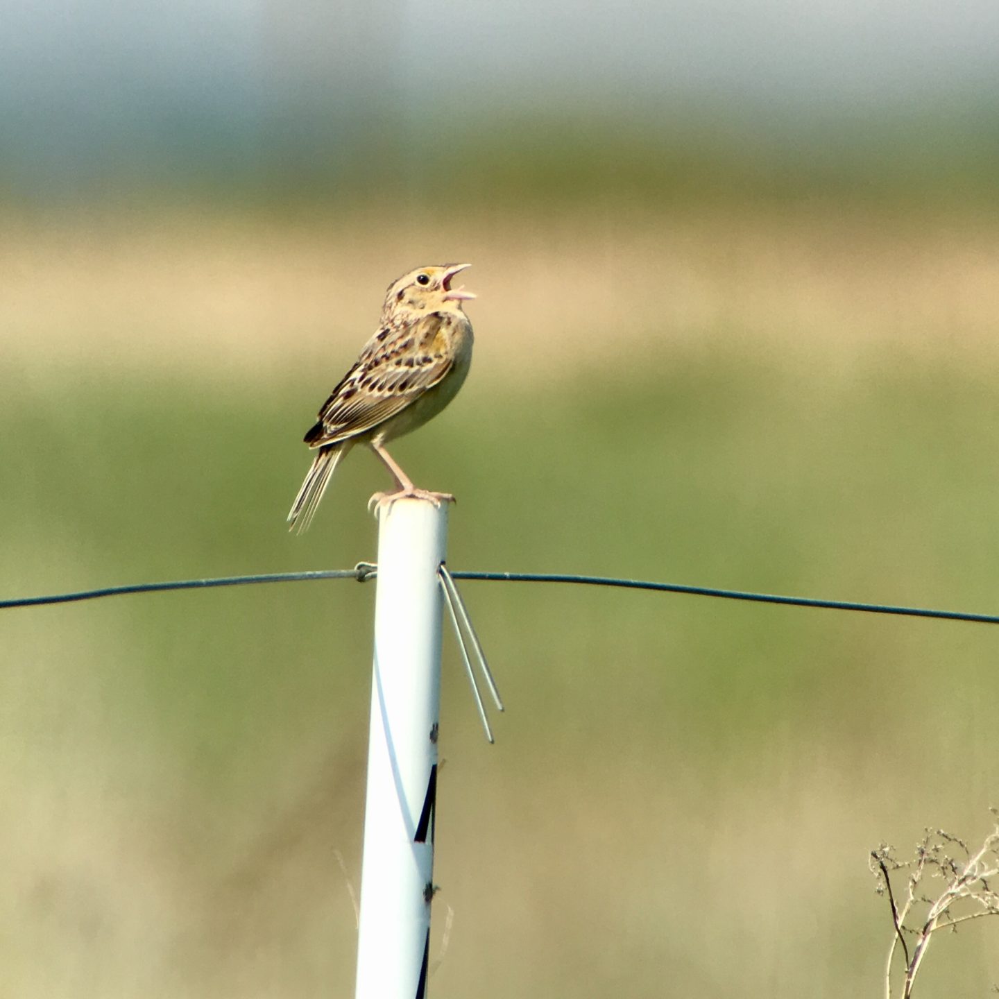 Pastures Can Provide Habitat for Grassland Birds! | New Jersey Audubon