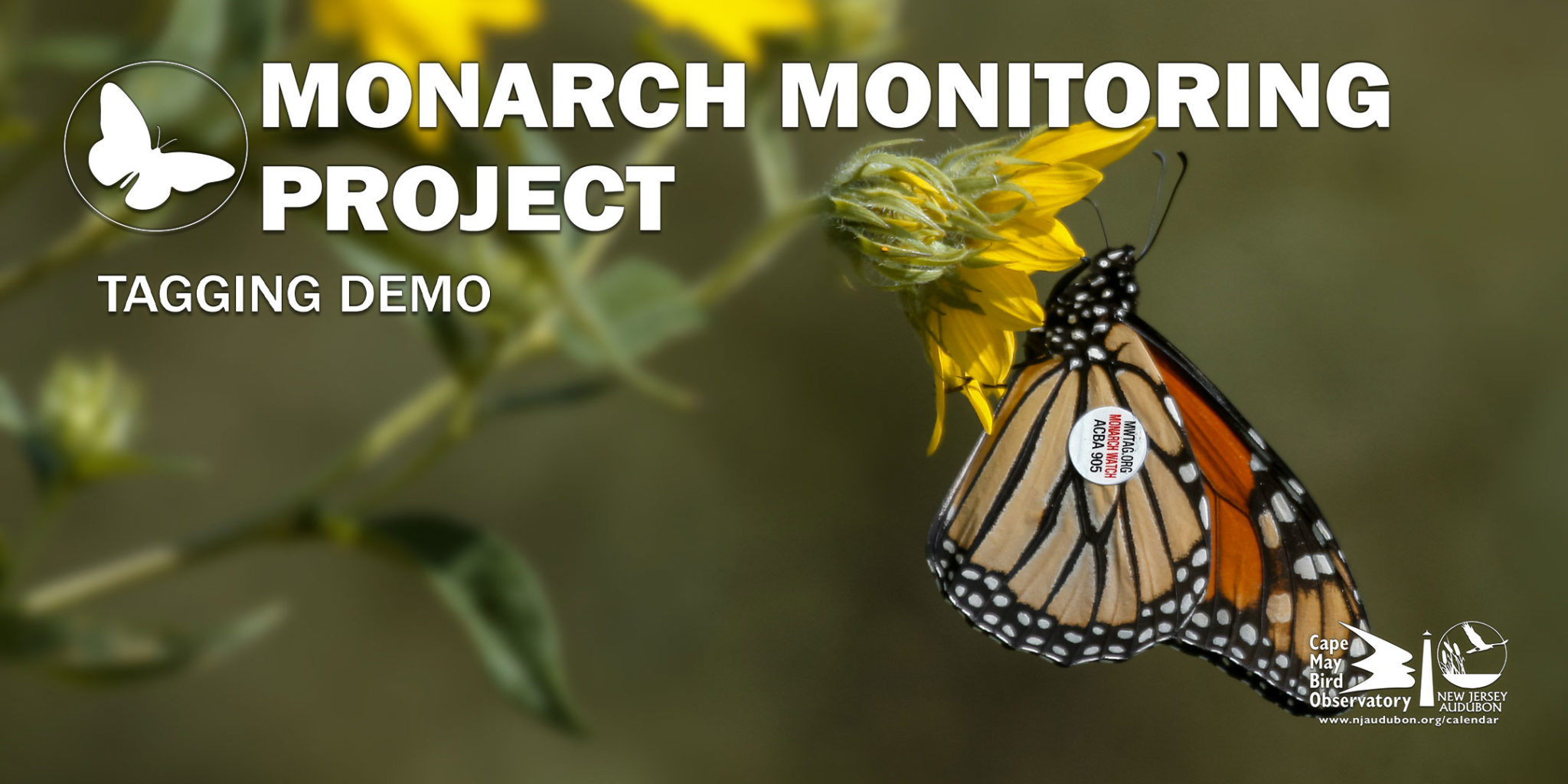 Monarch Tagging Demo | New Jersey Audubon