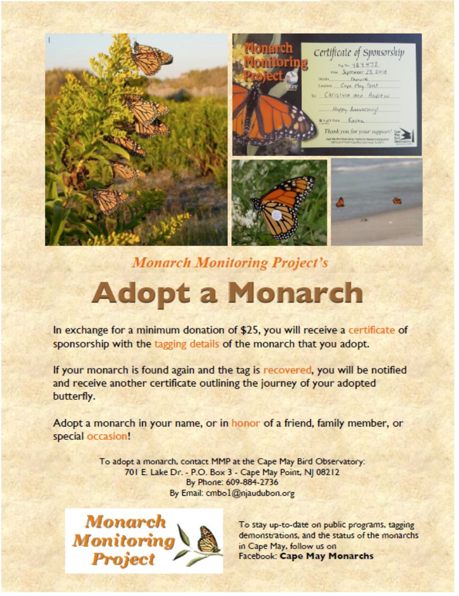 Monarch Monitoring Project | New Jersey Audubon