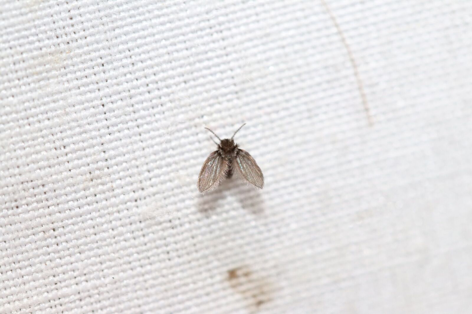NORTHWOOD CENTER BIOBLITZ | New Jersey Audubon