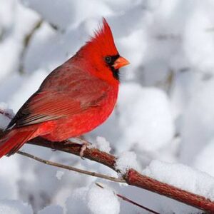 Mink by deduction | New Jersey Audubon