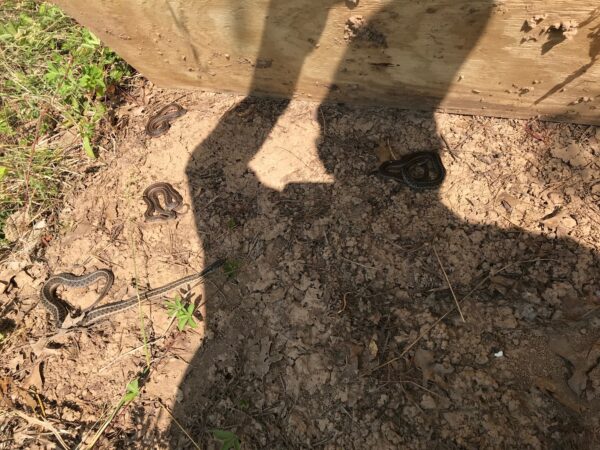 Slithering Citizen Science | New Jersey Audubon