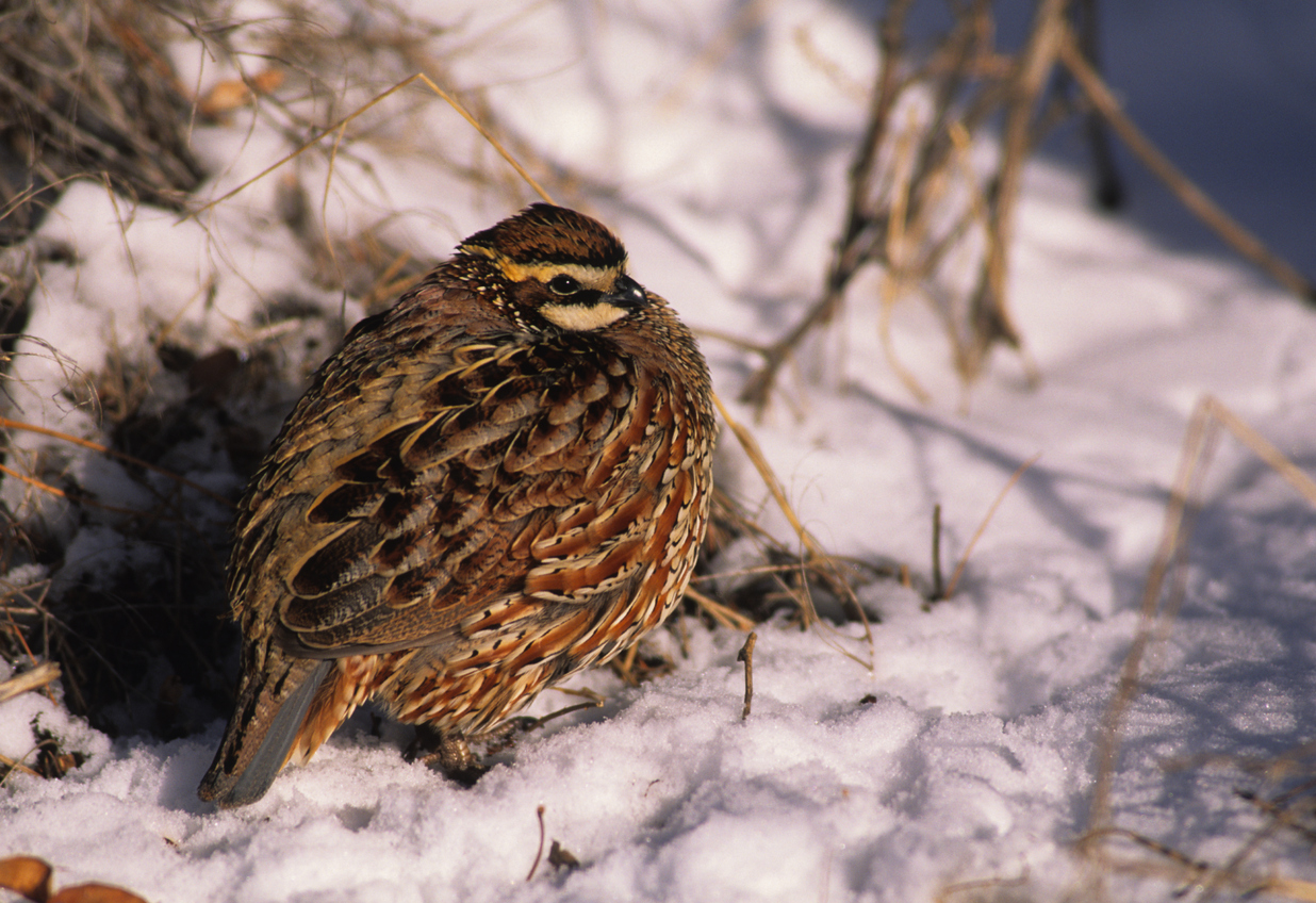 Bobwhites, Burning and Biodiversity | New Jersey Audubon