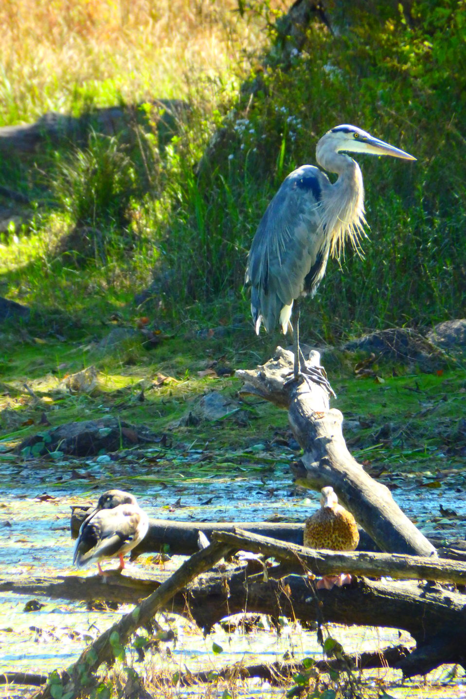 Black Duck Project Gives Ecological Uplift in Delaware River Watershed ...