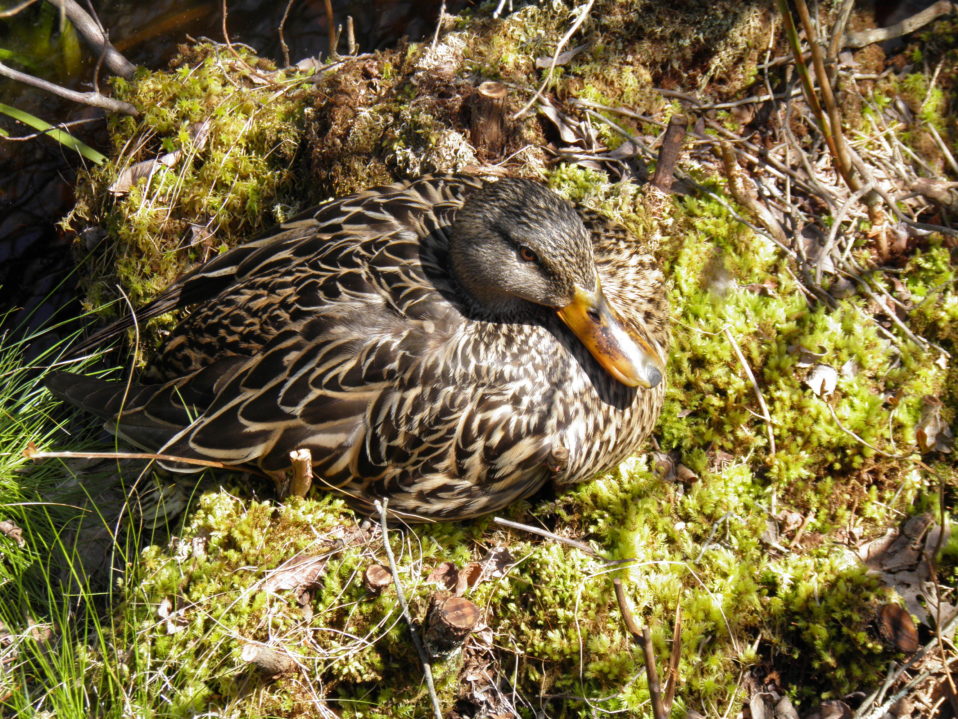 Black Duck Project Gives Ecological Uplift in Delaware River Watershed ...