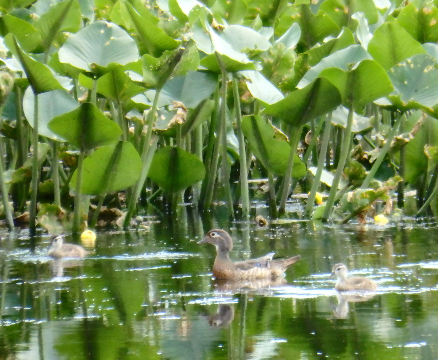 Black Duck Project Gives Ecological Uplift in Delaware River Watershed ...