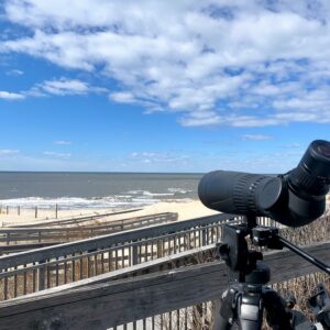 Cape May Bird Observatory | New Jersey Audubon