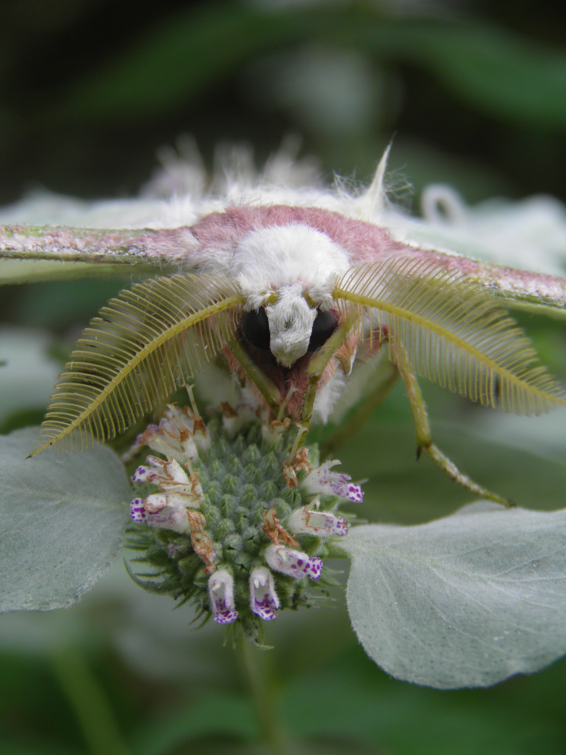 National Moth Week New Jersey Audubon National Moth Week New Jersey Audubon