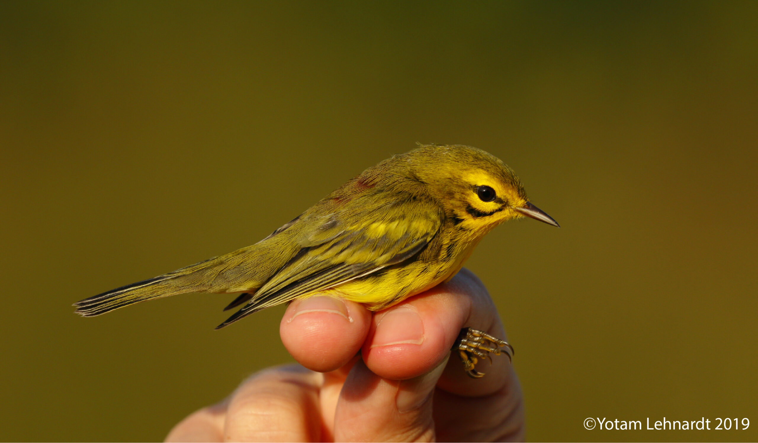 Cape May Songbird Banding: Year Two | New Jersey Audubon