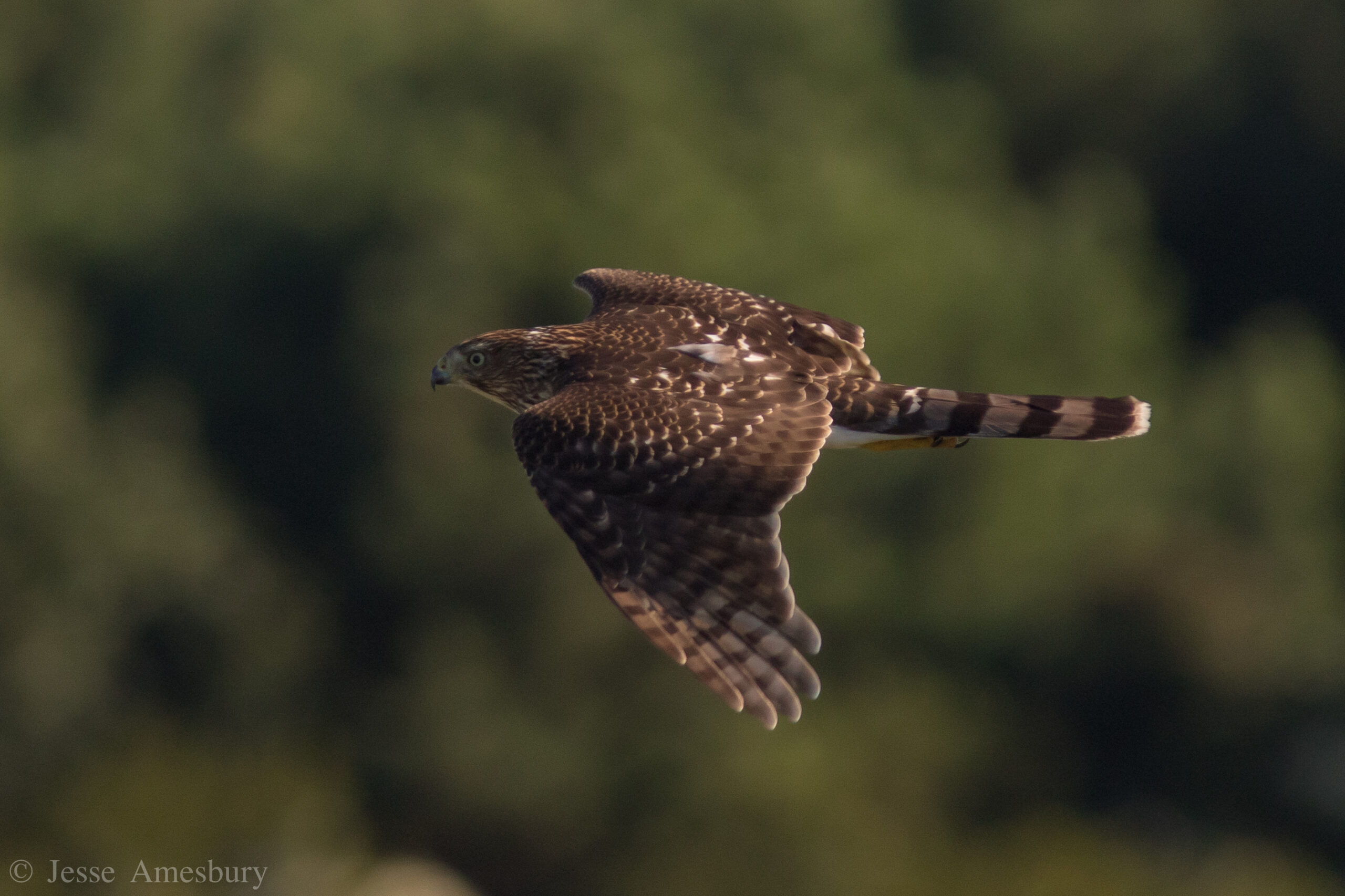 Cape May Hawkwatch | New Jersey Audubon
