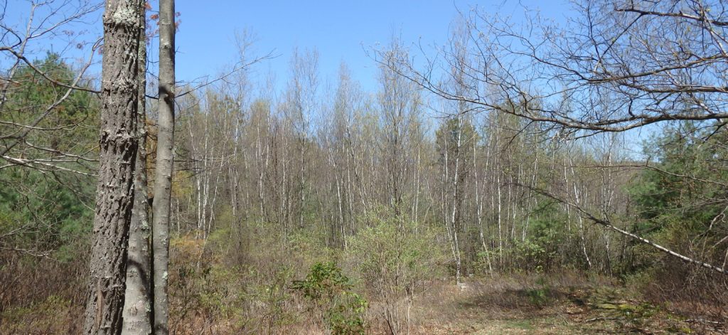 A Rough Time for Ruffed Grouse | New Jersey Audubon