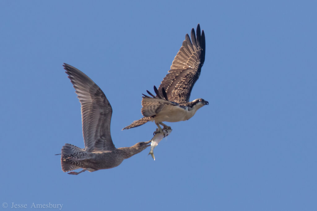 Cape May Hawkwatch Update - October 23rd | New Jersey Audubon