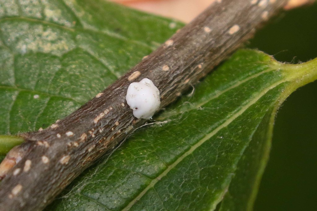 SECOND ANNUAL NORTHWOOD CENTER BIOBLITZ | New Jersey Audubon