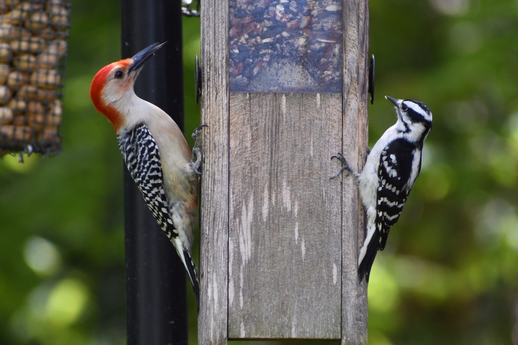 Backyard Creepers Creep into World Series of Birding for the First Time ...