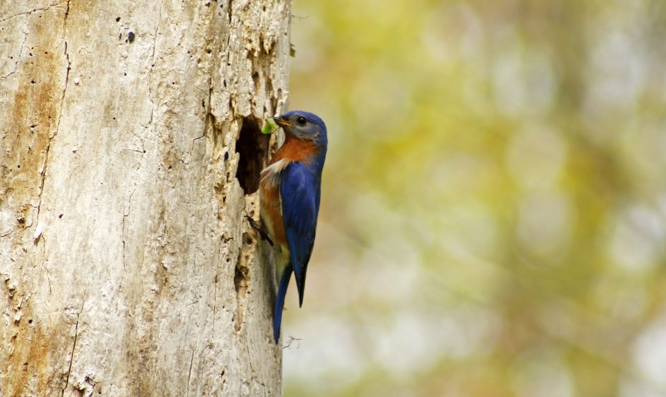 A “Blueprint” for Recovery – Nest Boxes and the Eastern Bluebird | New ...