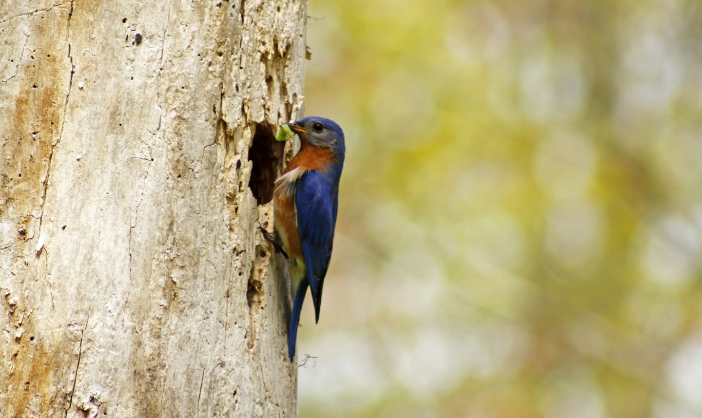 A “Blueprint” for Recovery – Nest Boxes and the Eastern Bluebird | New ...