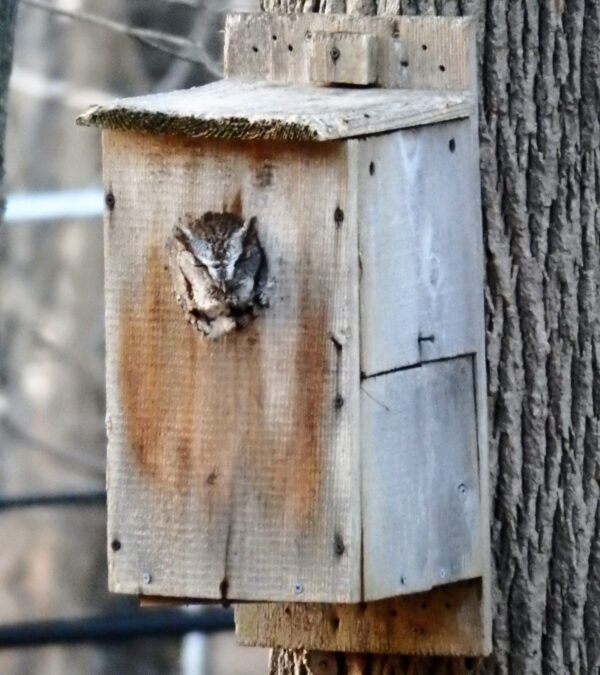 Nest Box Placement | New Jersey Audubon