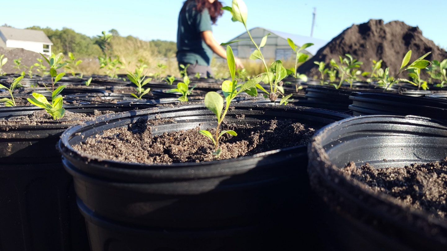 Where the Wild Things Are: Seed Collections Jumpstart Reforestation at ...