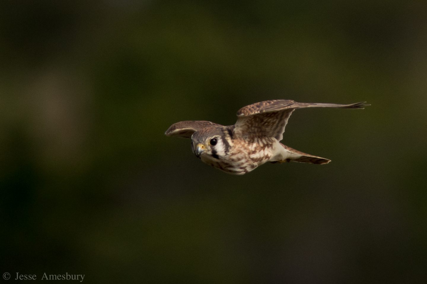 CAPE MAY HAWKWATCH UPDATE - September 24 | New Jersey Audubon
