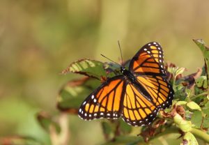 Monarchs and Viceroys: A Tale of Mimicry | New Jersey Audubon