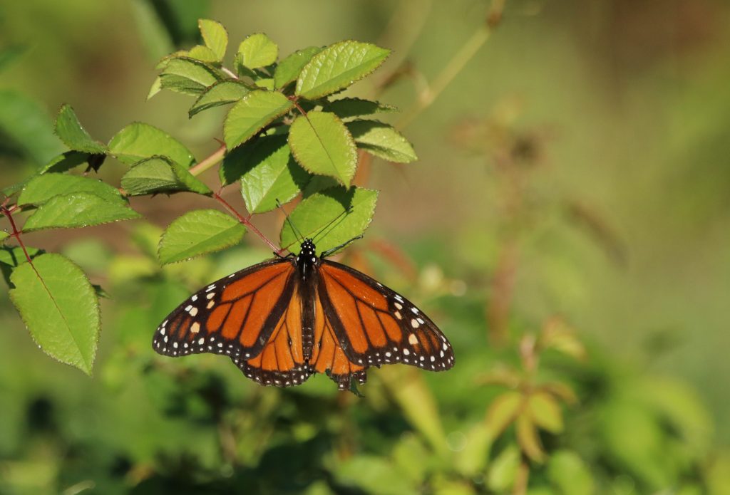 Monarchs and Viceroys: A Tale of Mimicry | New Jersey Audubon