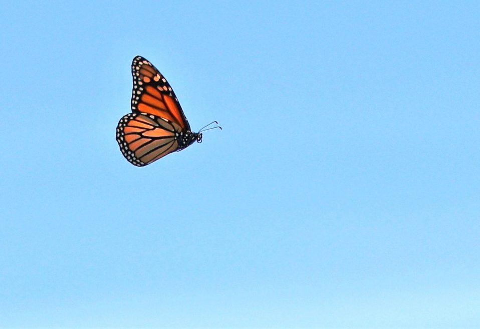 Little Butterfly, Big Journey: A little bit about monarch migration and ...