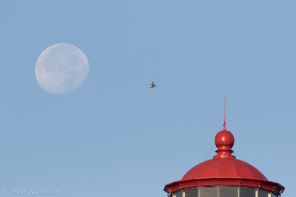 CAPE MAY HAWKWATCH UPDATE - October 1st - 8th | New Jersey Audubon