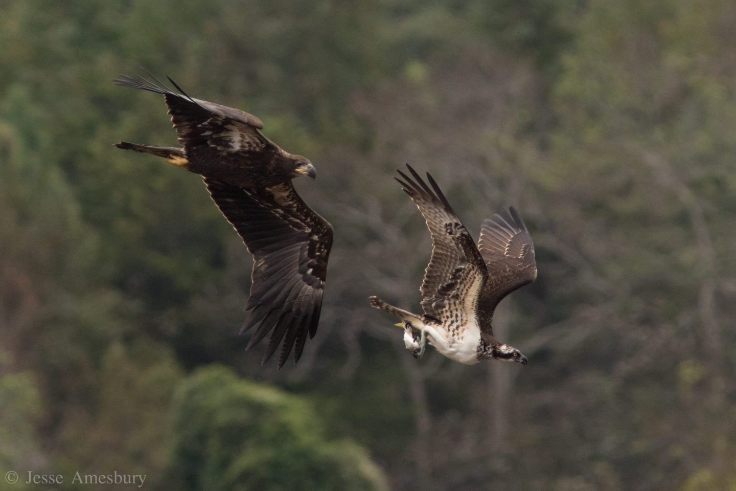 CAPE MAY HAWKWATCH UPDATE - OCTOBER 9th - 15th | New Jersey Audubon