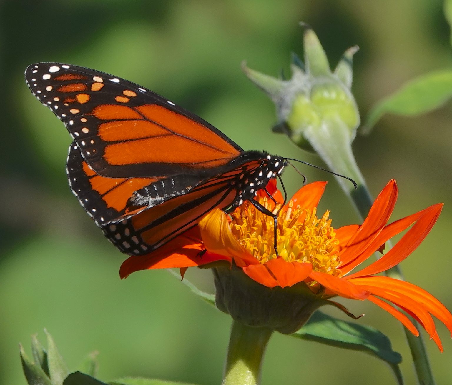 MONARCH MONITORING PROJECT - November Monarchs | New Jersey Audubon