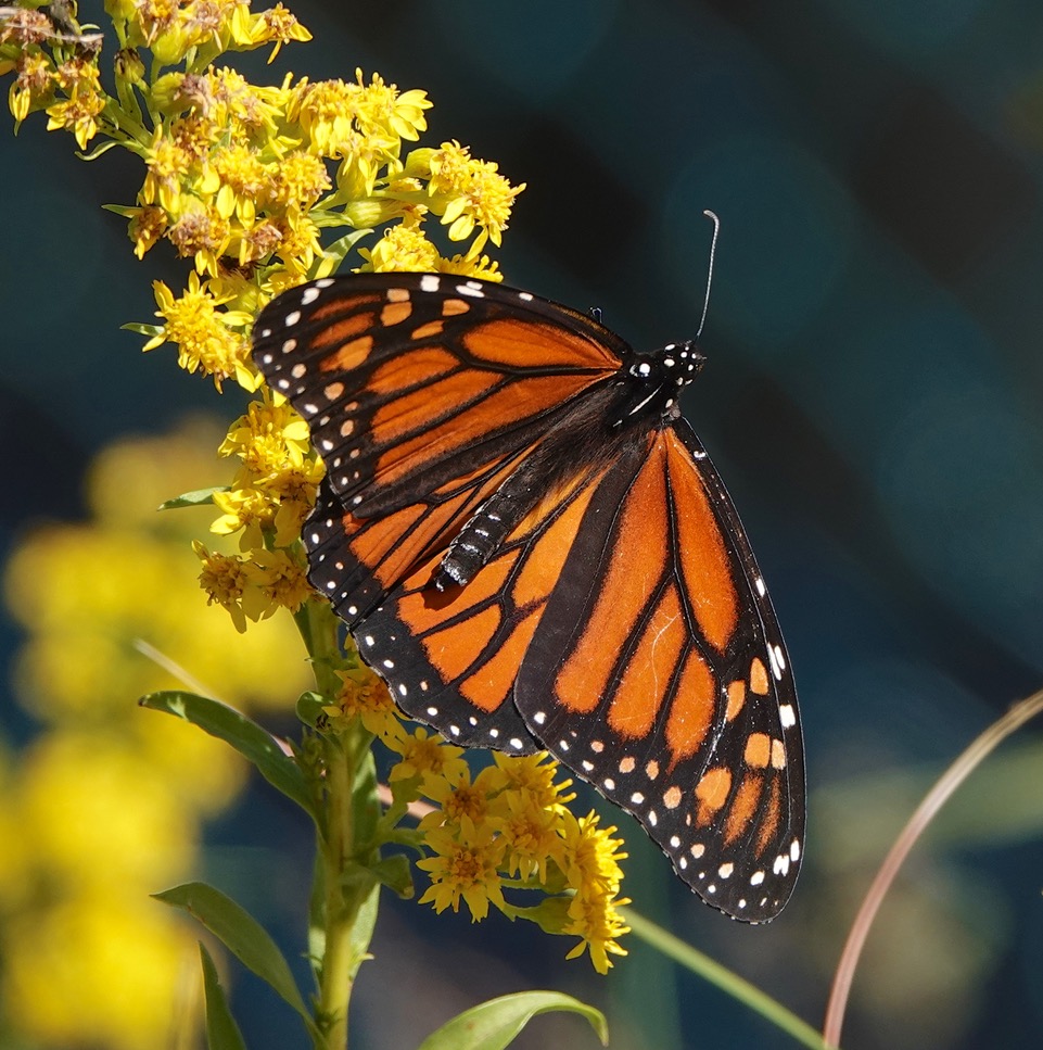 MONARCH MONITORING PROJECT - Results of the 2020 Census | New Jersey ...