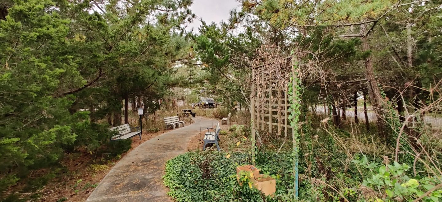 Triangle Park: A Small Important Wildlife Haven | New Jersey Audubon