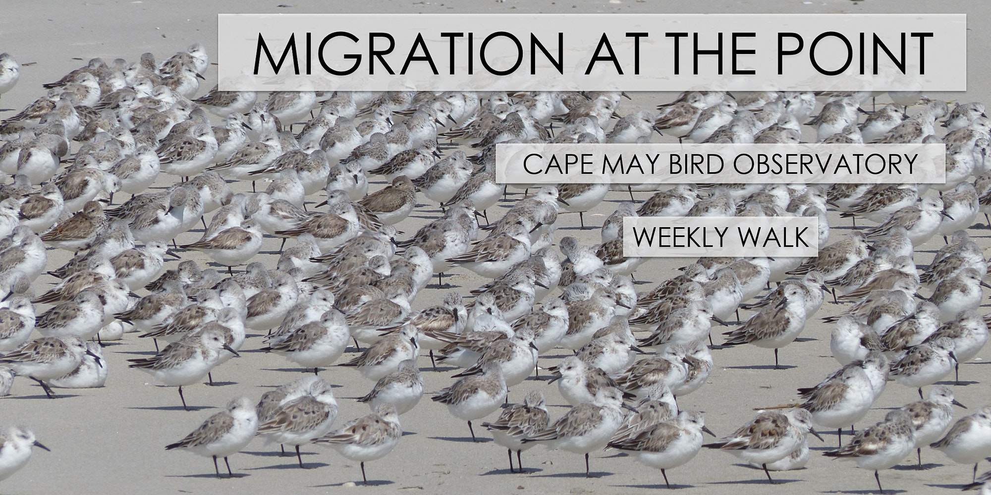 Migration at the Point - May 13, 2021 | New Jersey Audubon