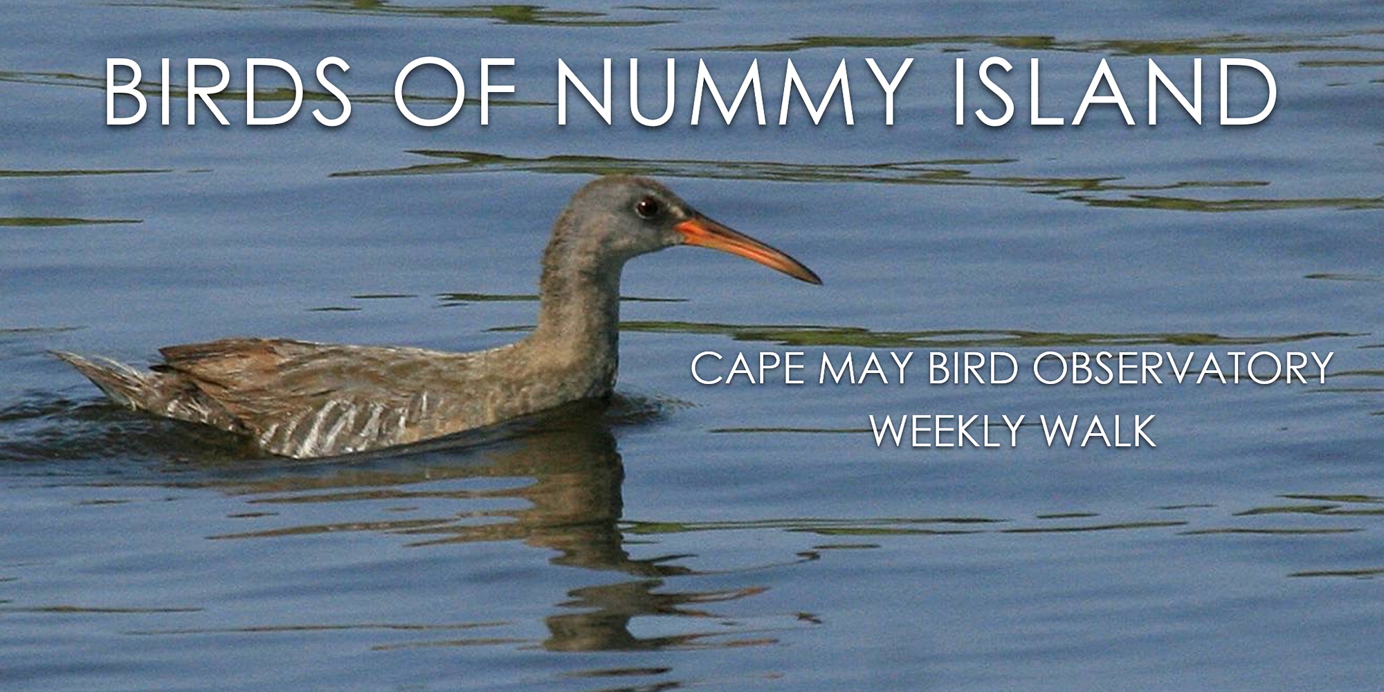 Birds of Nummy Island - April 28, 2021 | New Jersey Audubon