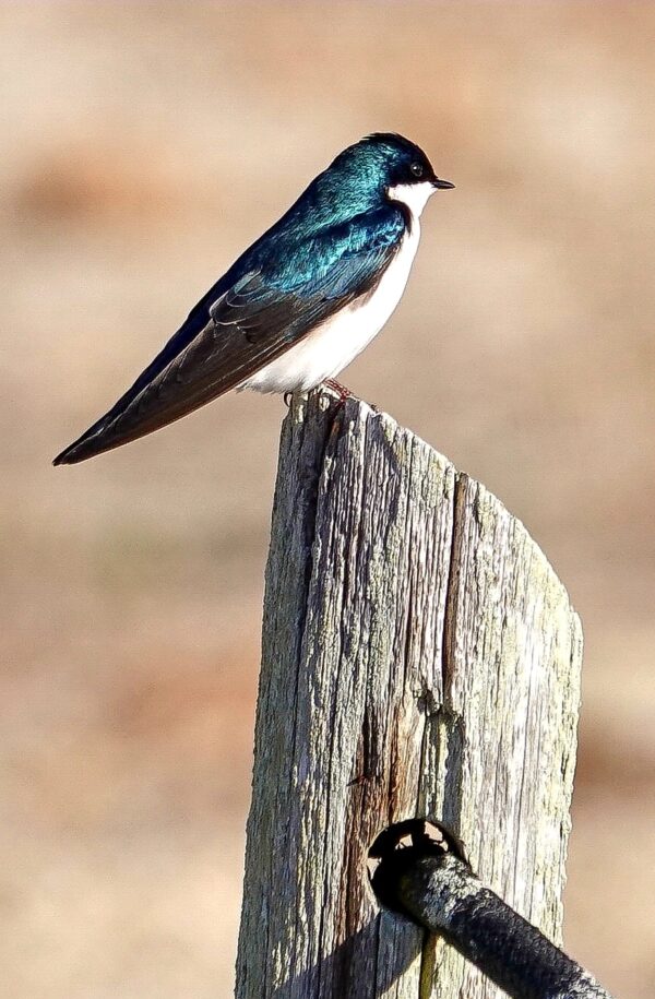 Birding Cape May Point - March 27, 2021 | New Jersey Audubon
