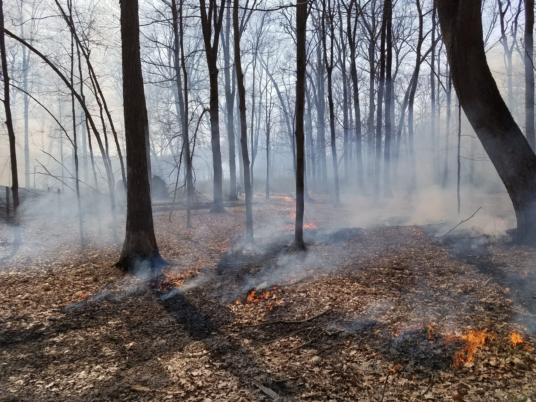 Ecological Disturbance in New Jersey Forests | New Jersey Audubon