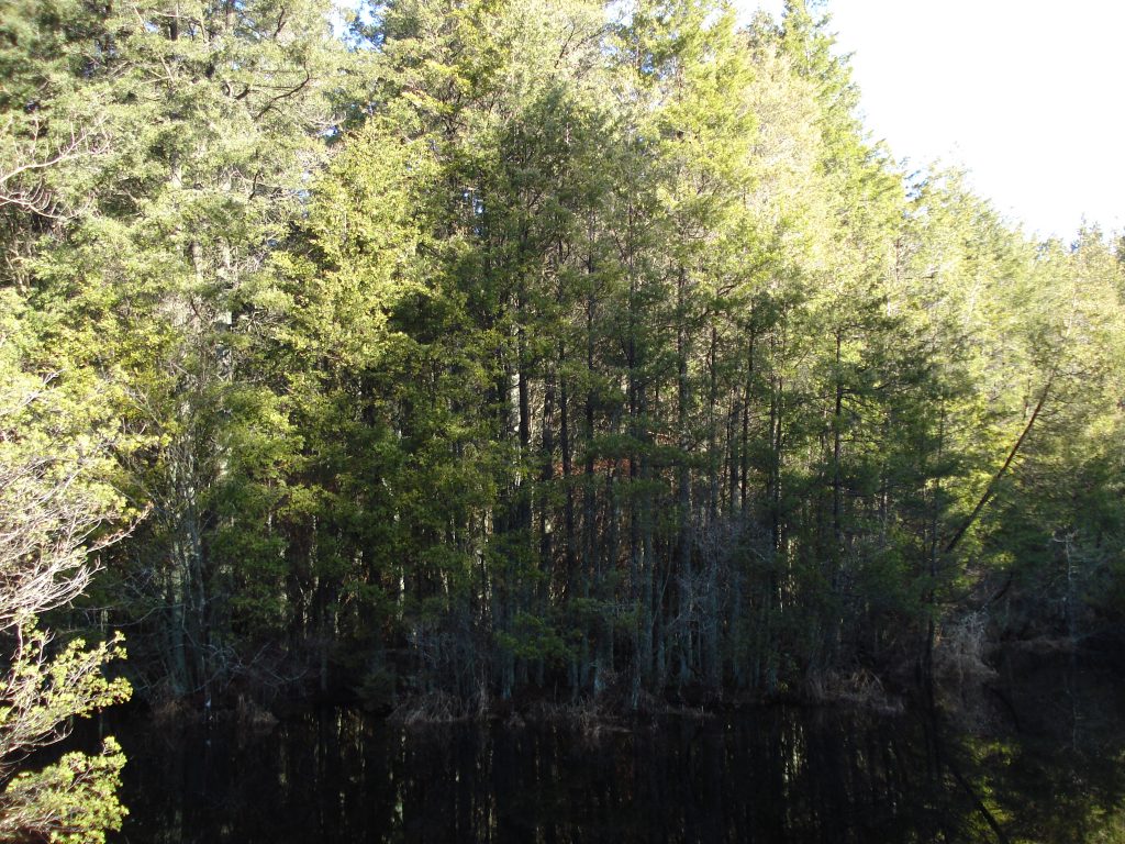 All Hands on Deck to Save and Restore NJ's Atlantic White Cedar ...