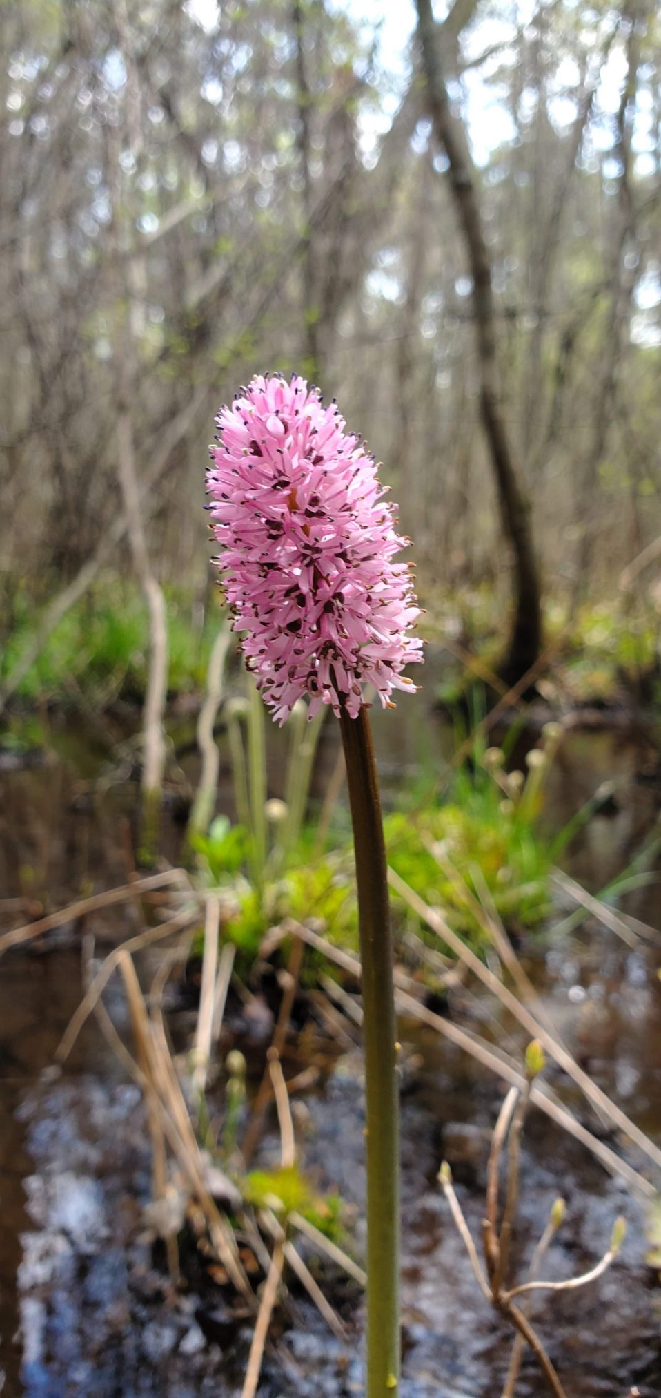 All Hands on Deck to Save and Restore NJ's Atlantic White Cedar ...