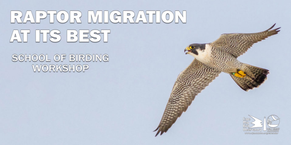 Raptor Migration at its Best | New Jersey Audubon