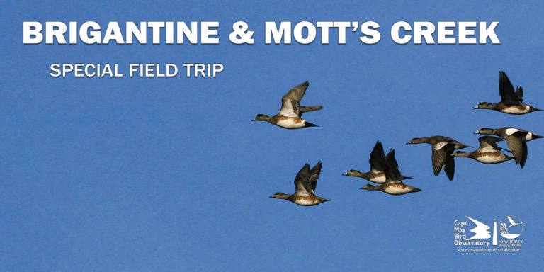 Mink by deduction | New Jersey Audubon