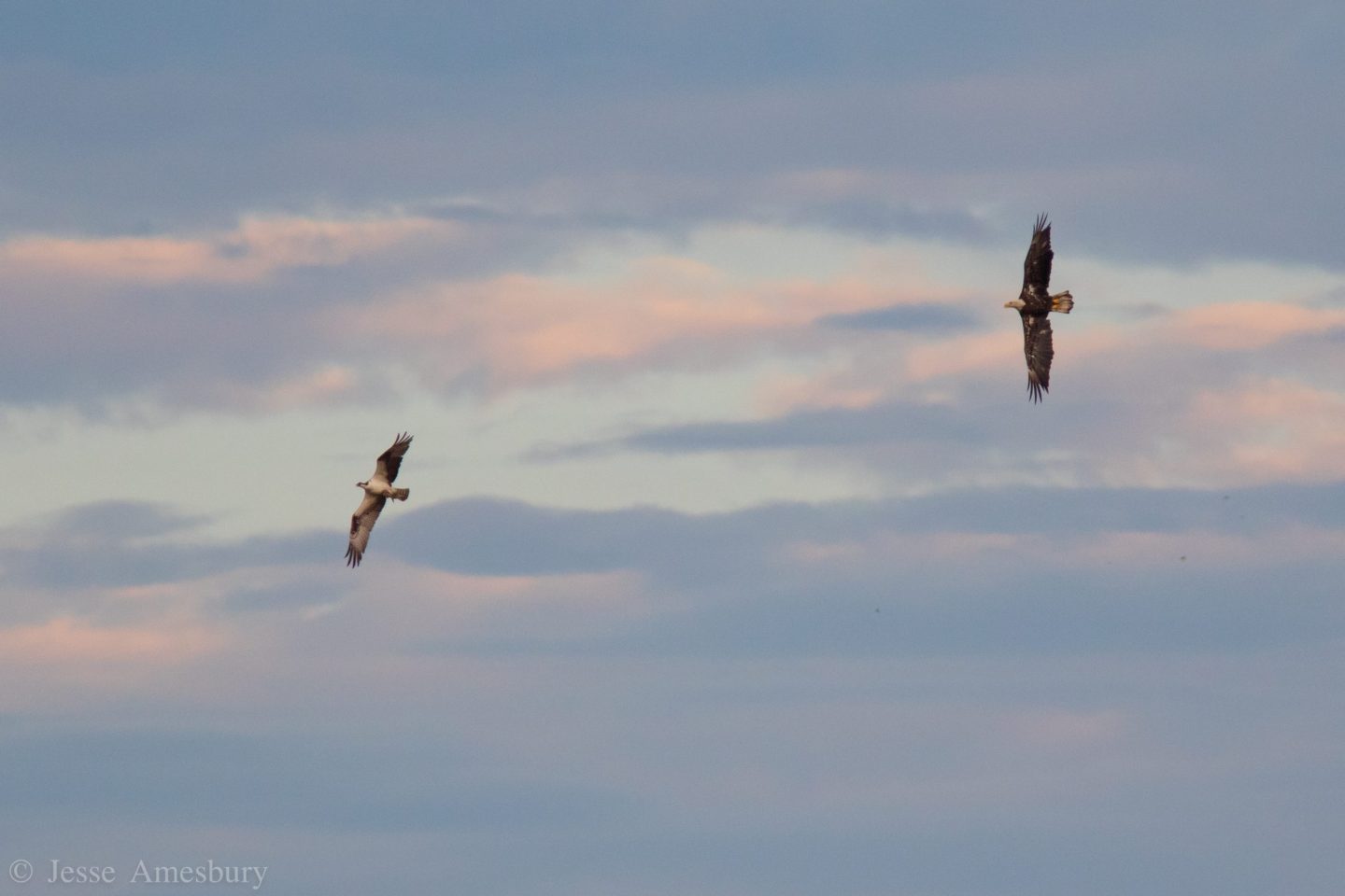 Cape May Hawkwatch - September 1st to 9th | New Jersey Audubon