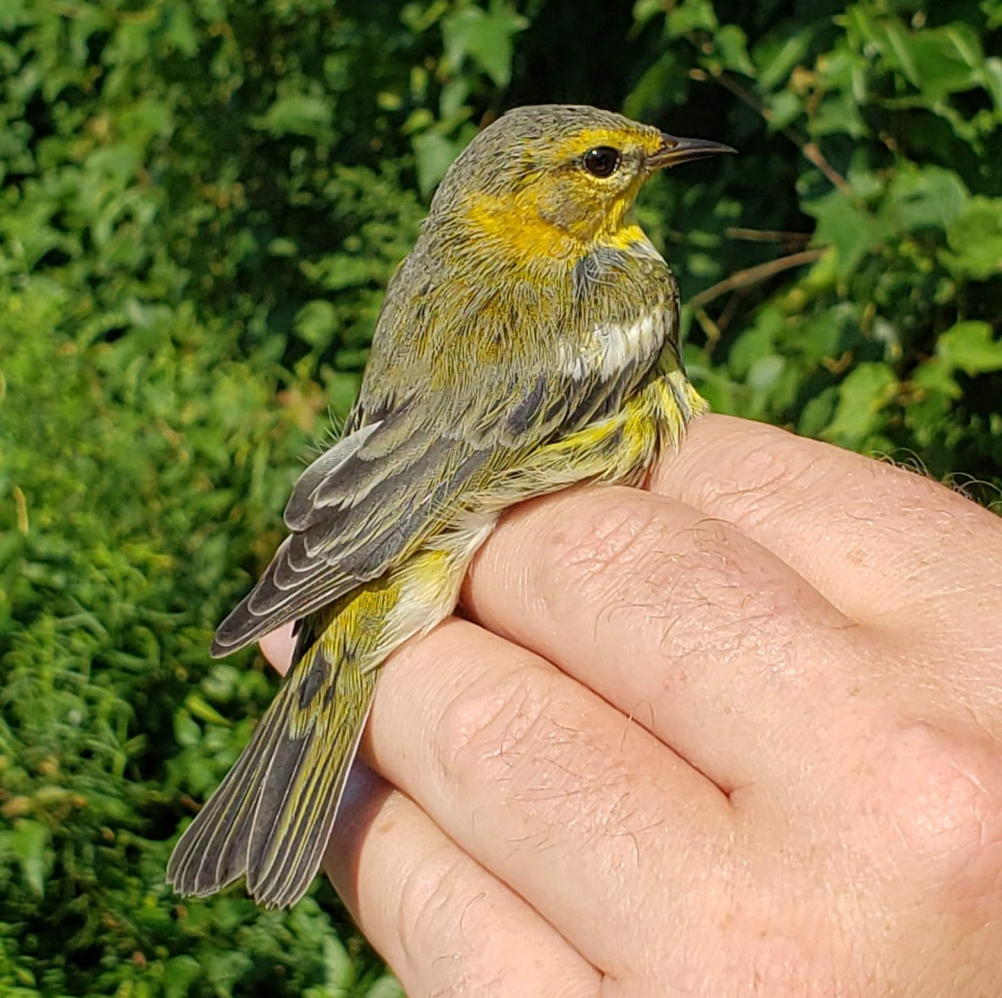 Cape May Songbird Stopover Project - Week 2 | New Jersey Audubon