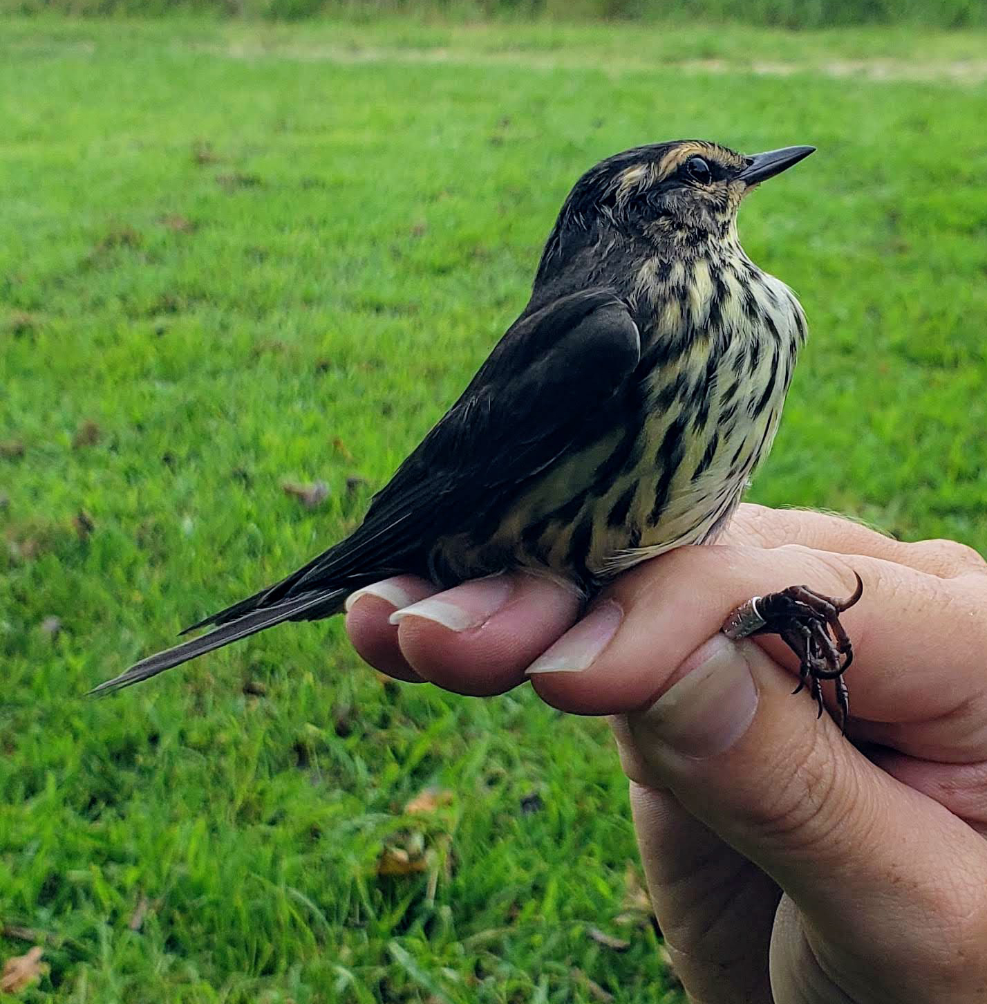 Cape May Songbird Stopover Project - Week 2 | New Jersey Audubon