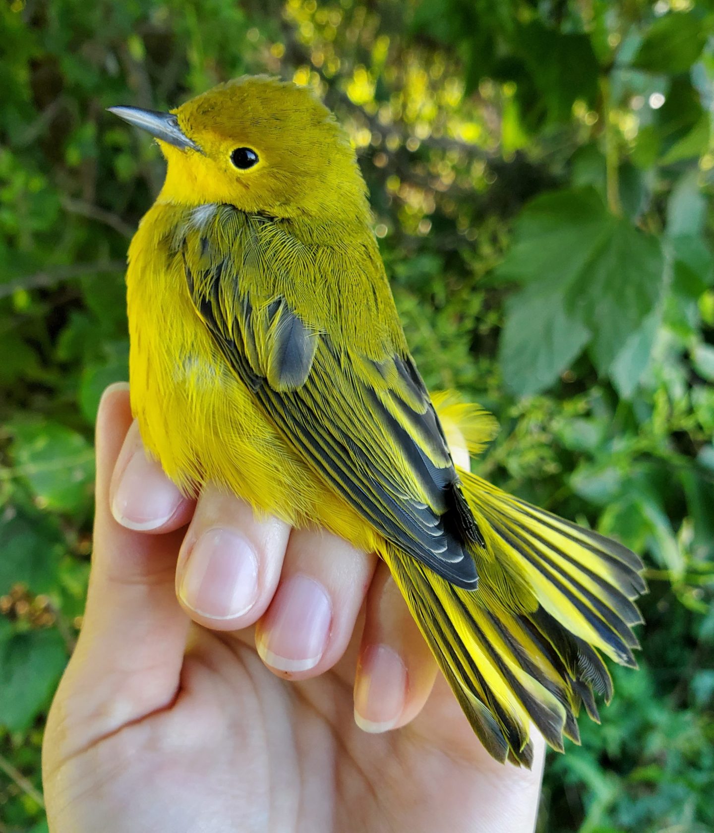 Cape May Songbird Stopover Project - Week 2 | New Jersey Audubon