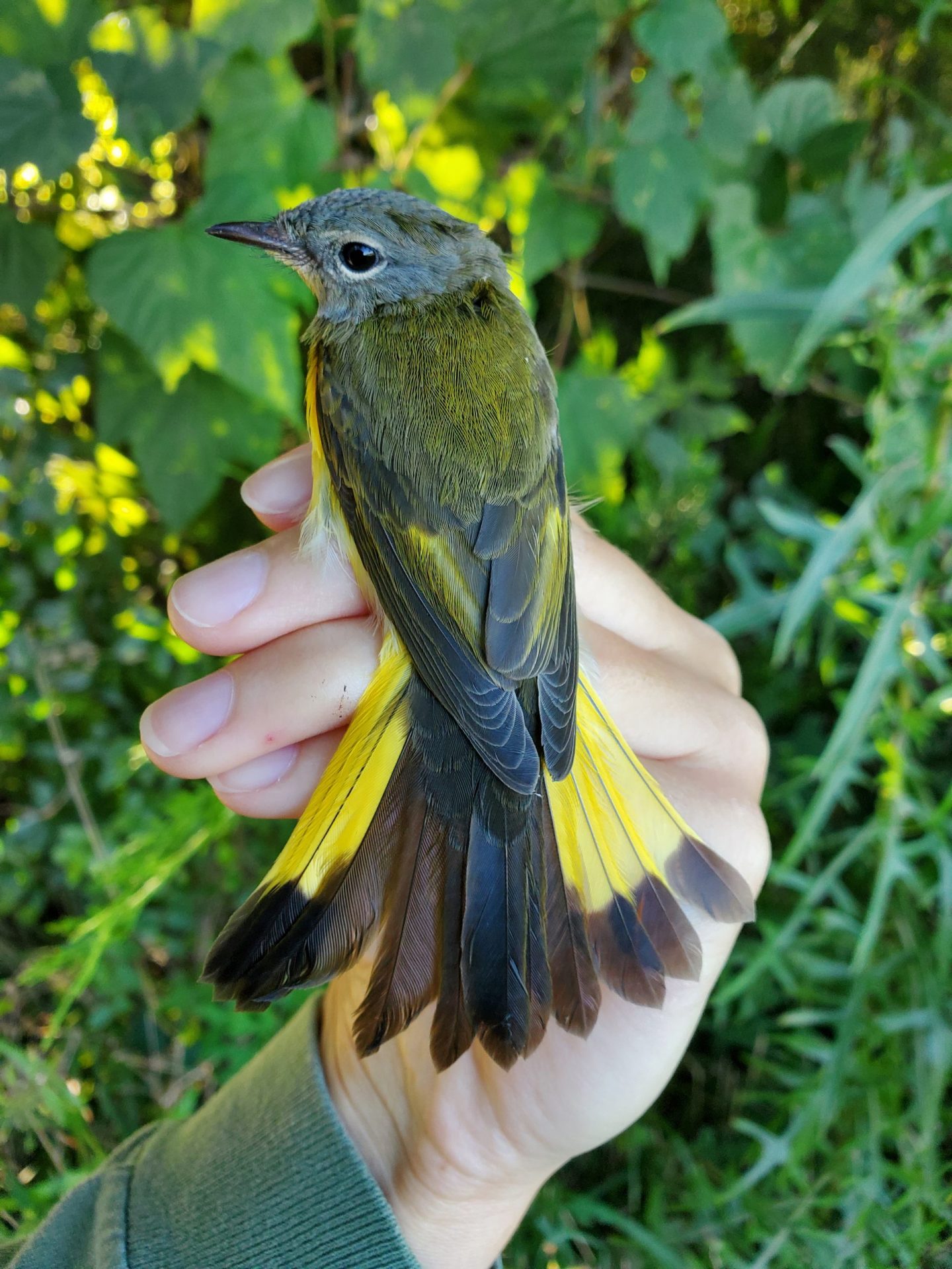Cape May Songbird Stopover Project | New Jersey Audubon