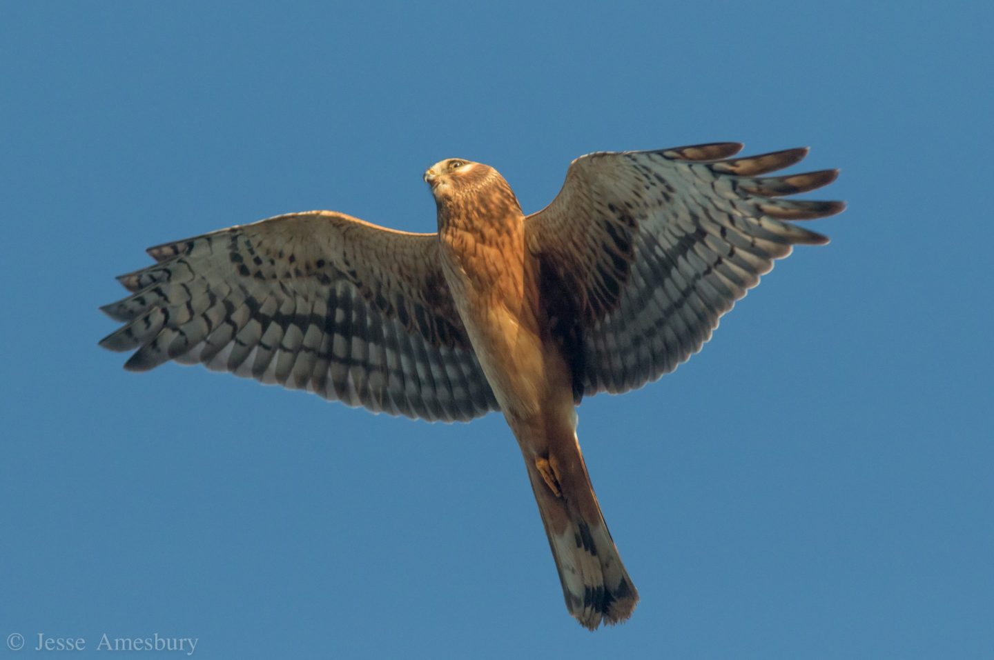 Cape May Hawkwatch Update: September 24th to October 7th | New Jersey ...