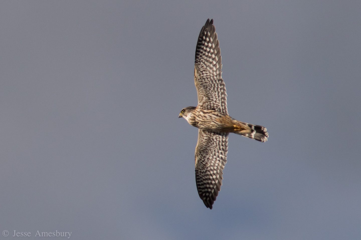 Cape May Hawkwatch Update: October 8th – October 21st | New Jersey Audubon