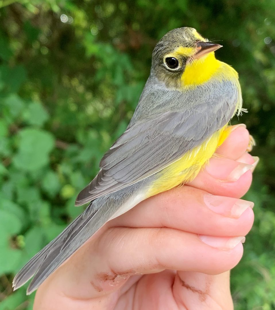 Cape May Songbird Stopover Project | New Jersey Audubon