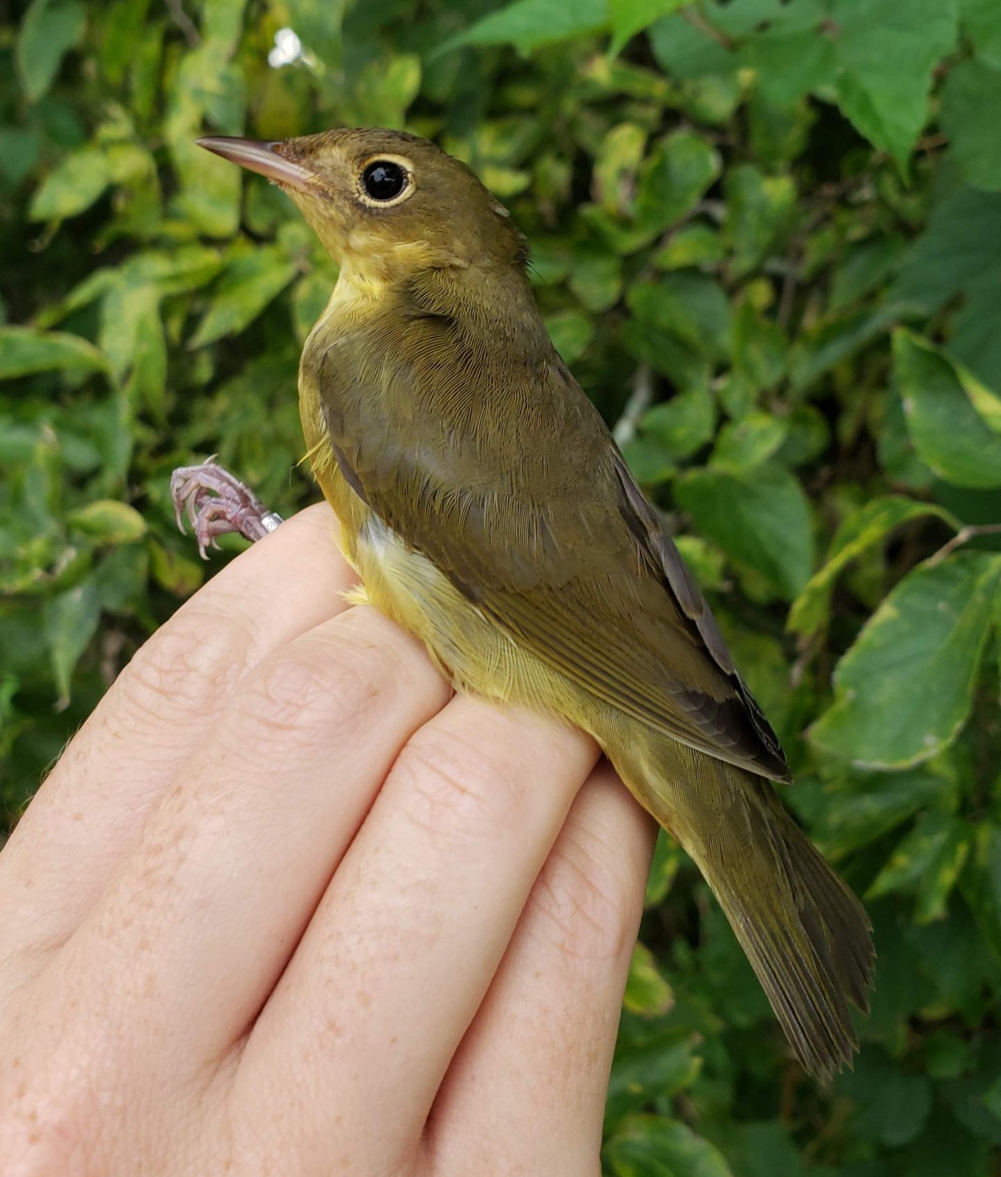 Cape May Songbird Stopover Project | New Jersey Audubon
