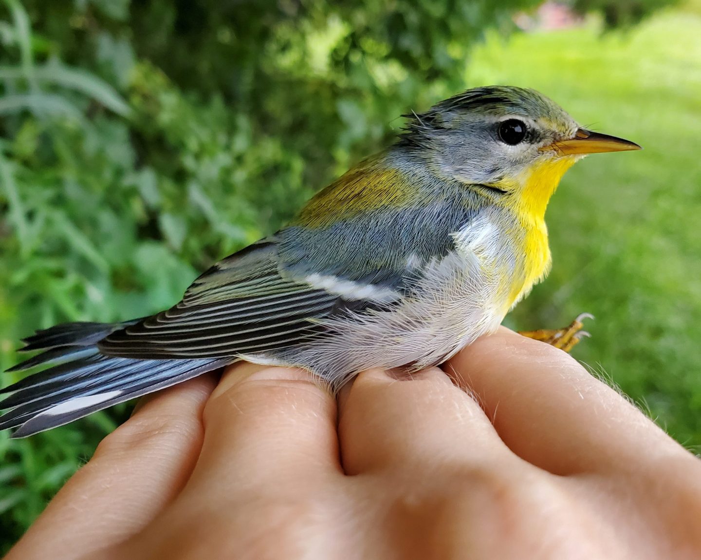 Cape May Songbird Stopover Project | New Jersey Audubon
